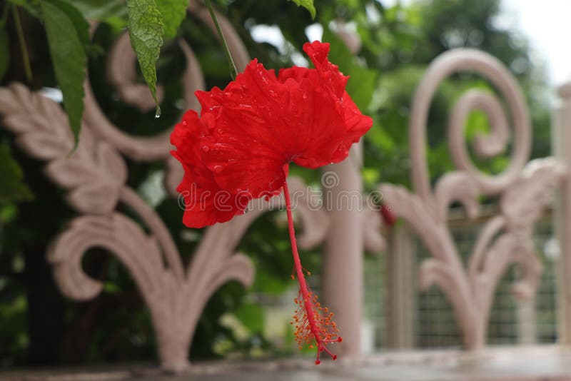Red Color Hibiscus Flower Bloom Stock Image - Image of vibrant, leaf ...