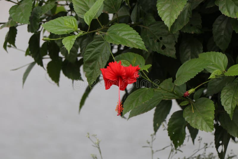 Red Color Jasmine Tree Near Lake Stock Photo - Image of heaven, creeper ...