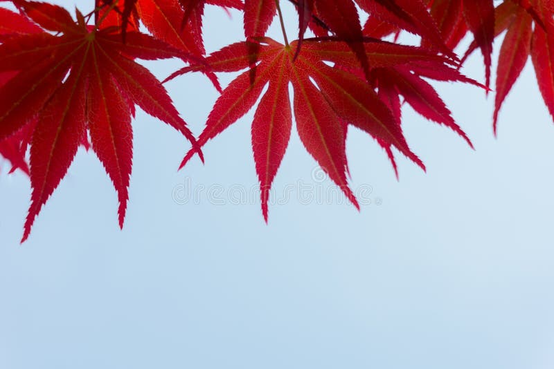 The Red Color Leaves on Background with Copy Space Stock Image - Image ...