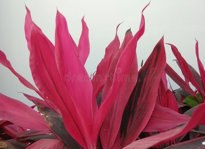 Red Color Leaves of a Plant on White Background Stock Image - Image of ...