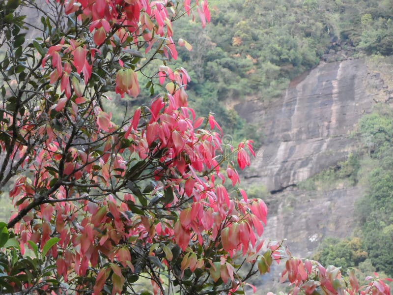 Red color leaves stock photo. Image of color, leaves - 66076890