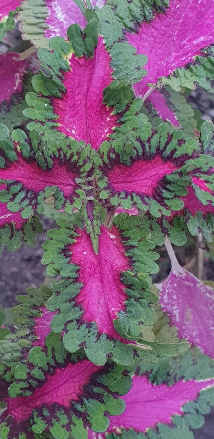 Red color lives plants stock photo. Image of plan, color - 265682118