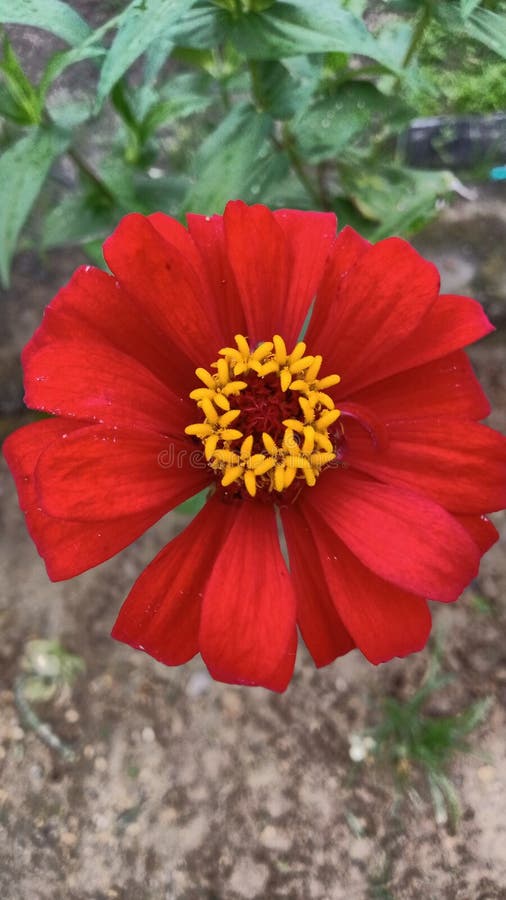 The Red Color Makes this Flower Look Beautiful Stock Image - Image of ...