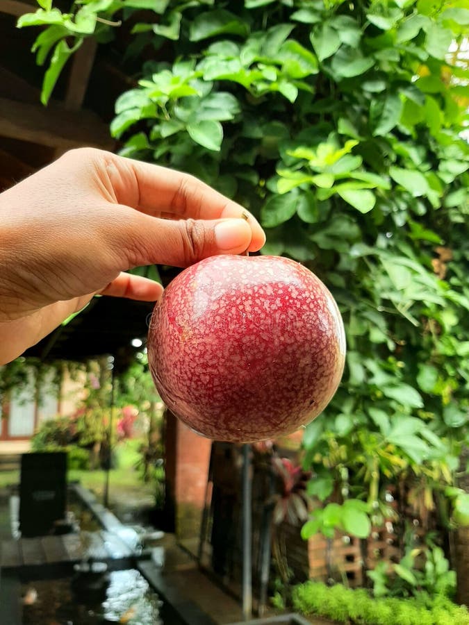 The Red Color of the Passion Fruit Stock Photo - Image of fruit ...