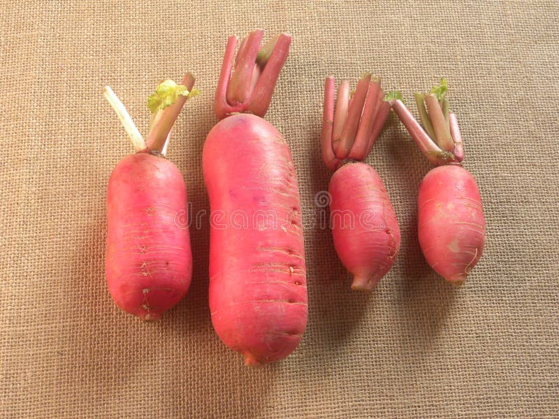 Red color Radish roots stock photo. Image of harvested - 168183496