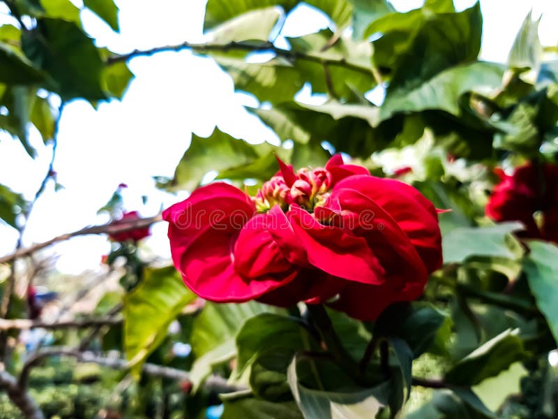 Red Color Rose Flower on the Green Tree Stock Image - Image of fresh ...