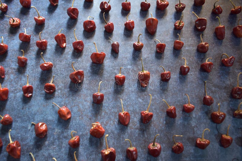 Red Color Round Chilli Pepper Stock Photo - Image of fiery, ingredient ...