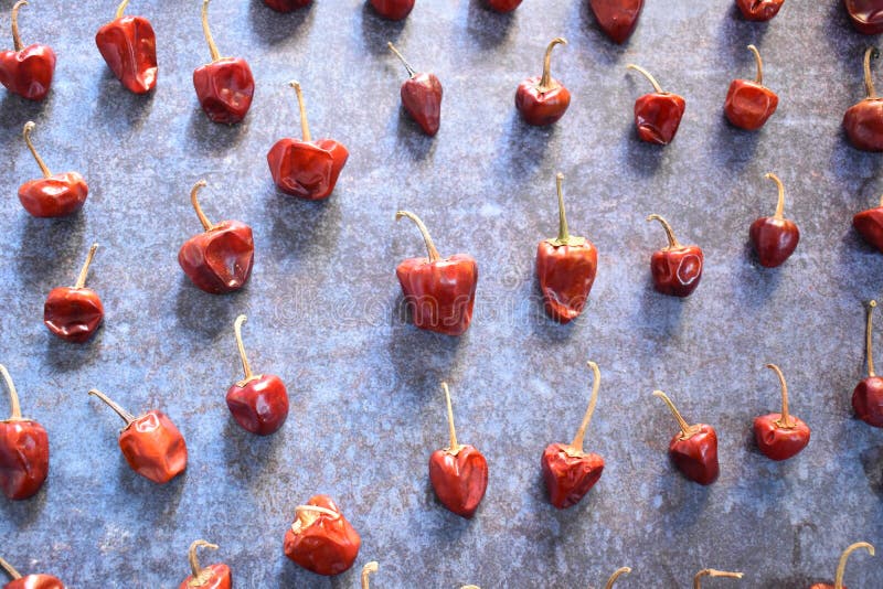 Red color round chilli stock image. Image of culinary - 206215689