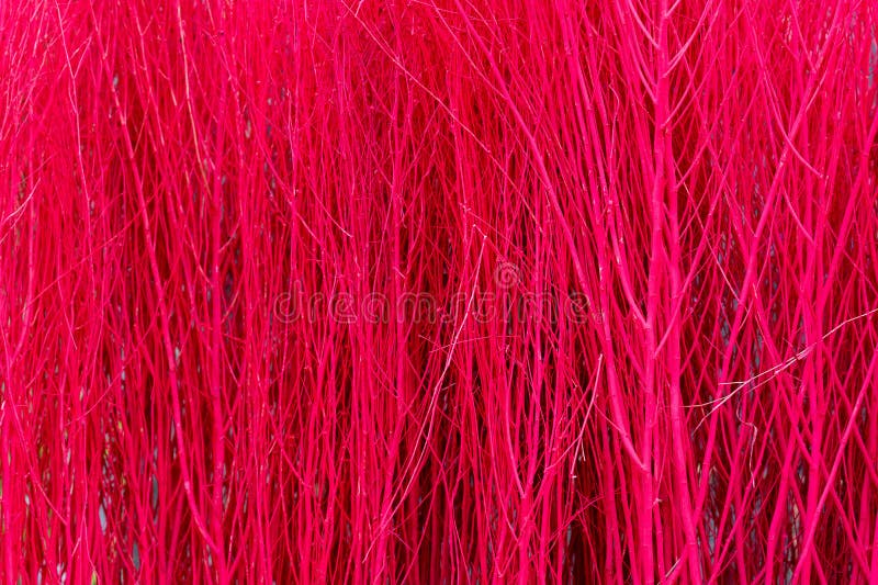 Red Color of Small Dry Twigs Stock Image - Image of colorful, nature ...