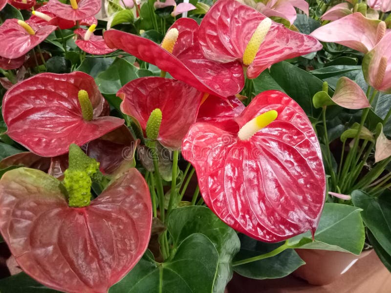 Red color story stock photo. Image of thailand, flowers - 94807818