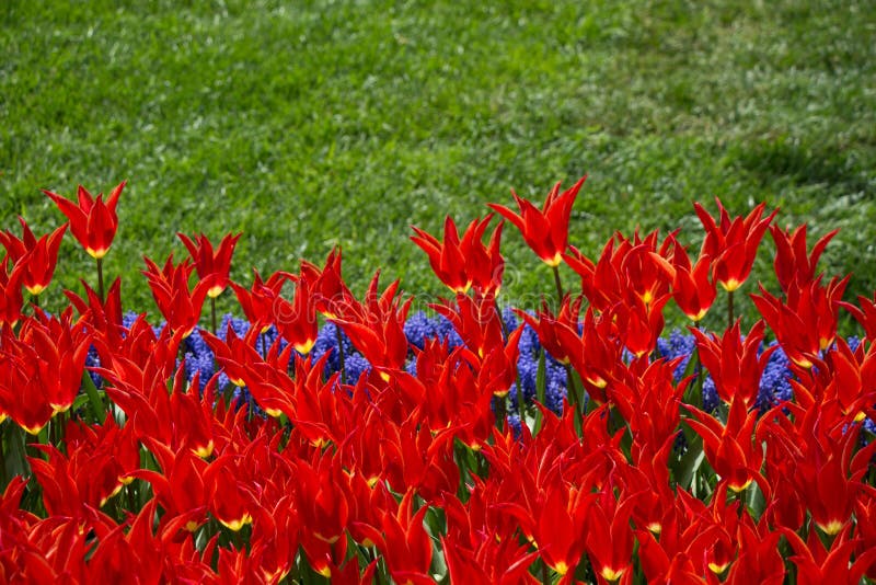 Red Color Tulip Flowers in the Garden Stock Photo - Image of summer ...