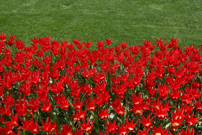 Red Color Tulip Flowers in the Garden Stock Image - Image of natural ...