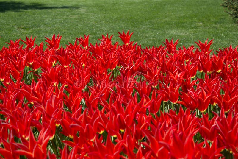 Red Color Tulip Flowers in the Garden Stock Image - Image of garden ...