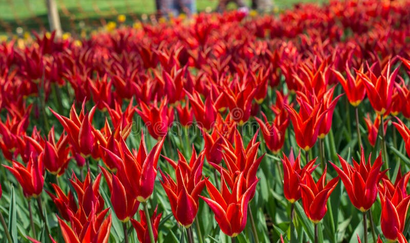 Red Color Tulips Bloom in Spring Stock Photo - Image of blossom ...