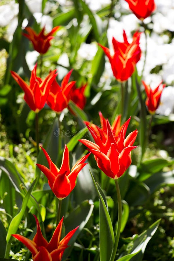 Red Color Tulips Bloom in Spring Stock Photo - Image of florist ...