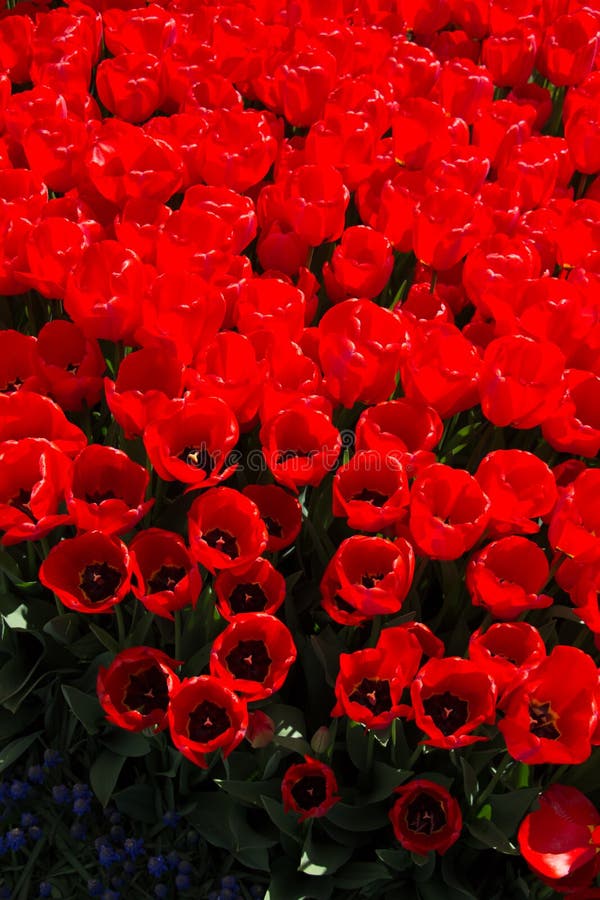 Red Color Tulips Bloom in Spring Stock Photo - Image of natural, nature ...