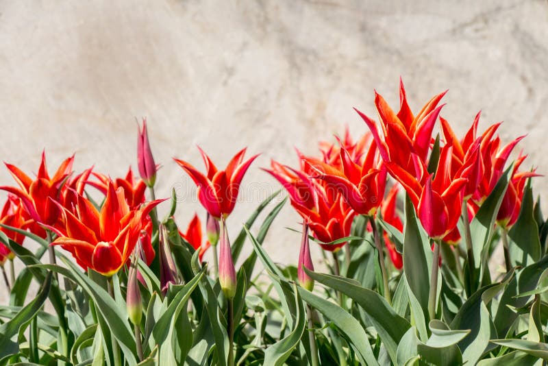 Red Color Tulips Bloom in Spring Stock Photo - Image of blooming ...