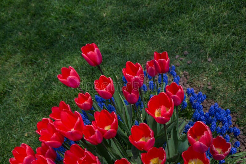 Red Color Tulips Bloom in Spring Stock Photo - Image of nature, bouquet ...