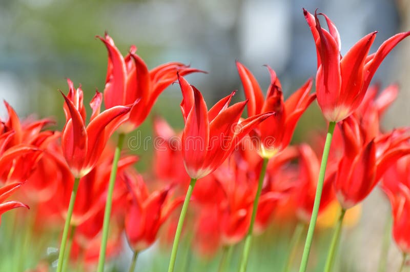 Red color tulips. stock photo. Image of stem, beautiful - 30726958