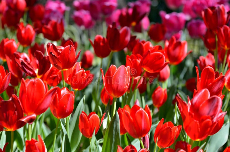 Red color tulips. stock photo. Image of tulip, beautiful - 30766836