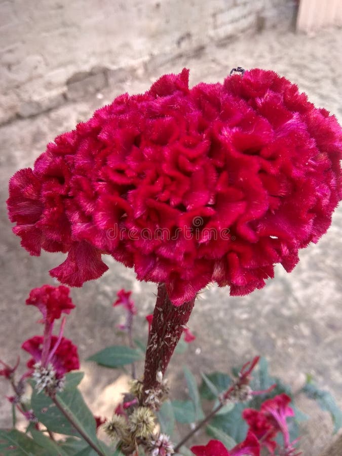Red Color Very Nice Flower& X27;s Name Murga Kesh Stock Photo - Image ...