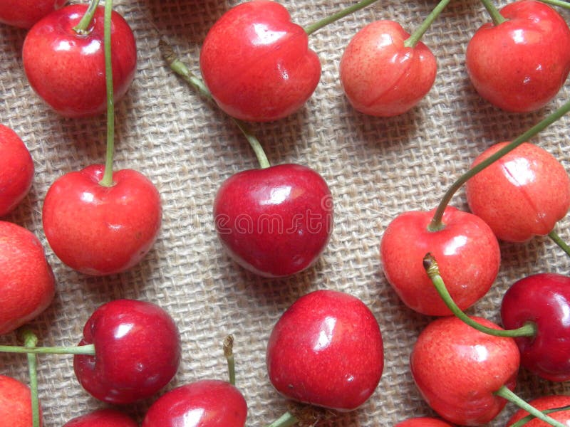 Red Color Whole Sour Cherry Stock Photo - Image of heart, prunus: 187530688