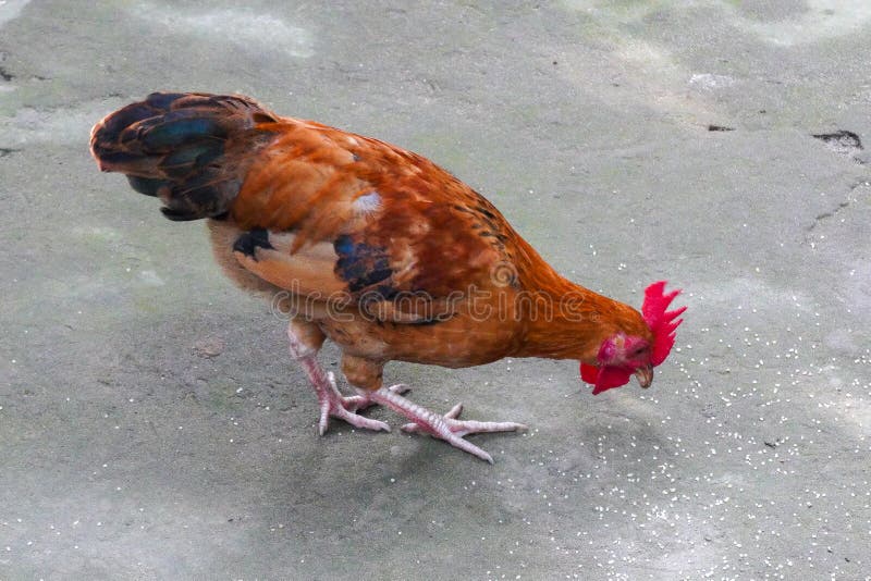 A Red Color Young Chicken Eating Feed in a Free Range Yard Stock Photo ...