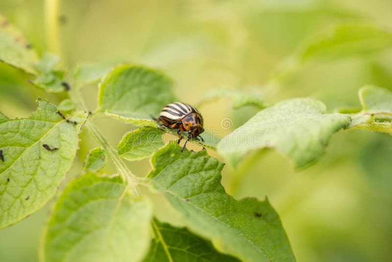 The Red Colorado Beetle S Larva Feeding Stock Image - Image of field ...