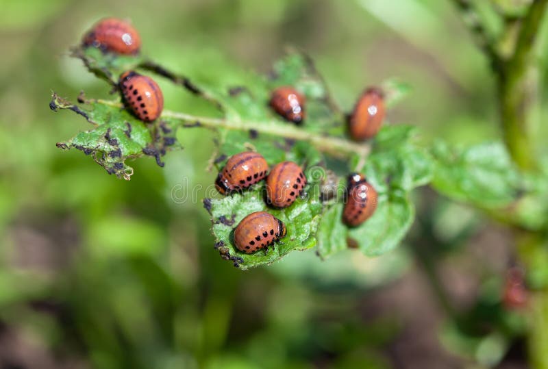 Colorado potato beetle stock photo. Image of danger, feeding - 26381300