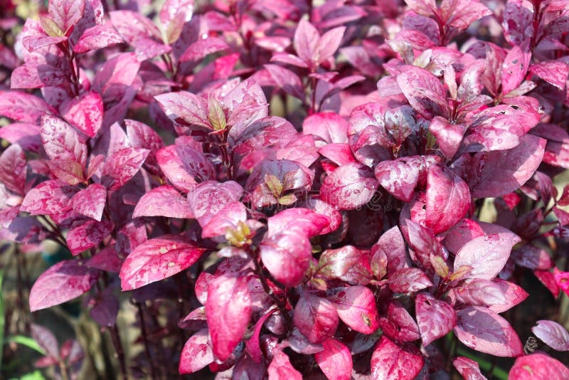 Red Colored Alternanthera Dentata Little Ruby Tree Stock Photo - Image ...