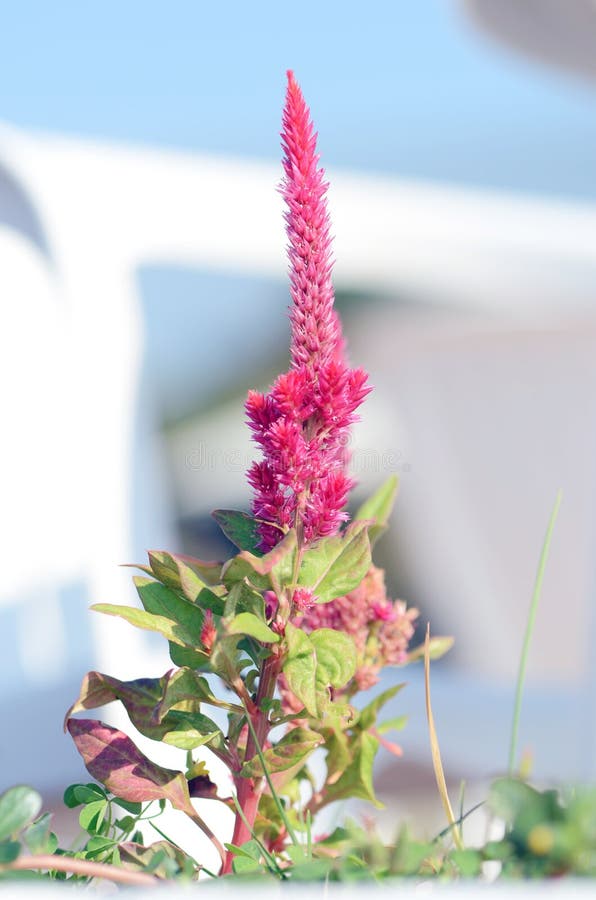 Red Colored Amaranth Flower - Celosia Stock Photo - Image of leaves ...