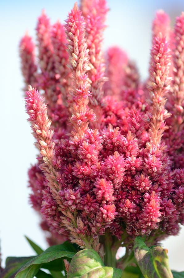Red Colored Amaranth Flower - Celosia Stock Photo - Image of leaves ...