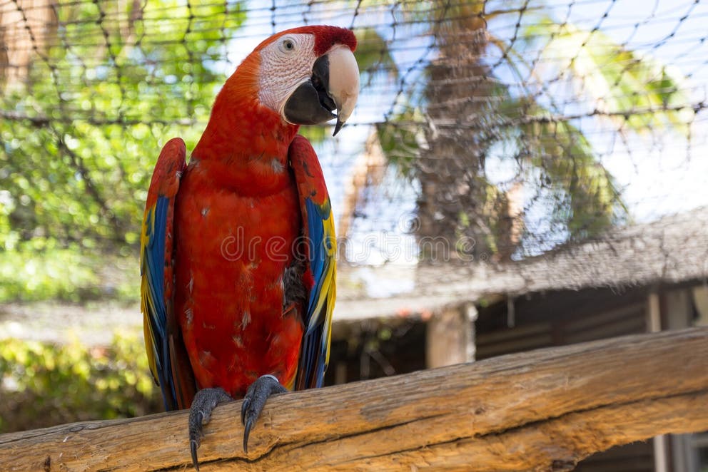 Red Colored Ara Parrot in a Zoo Stock Image - Image of park, animal ...