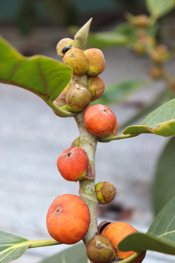 Red Colored Banyan Fruit on Tree Stock Photo - Image of ripe, gourmet ...