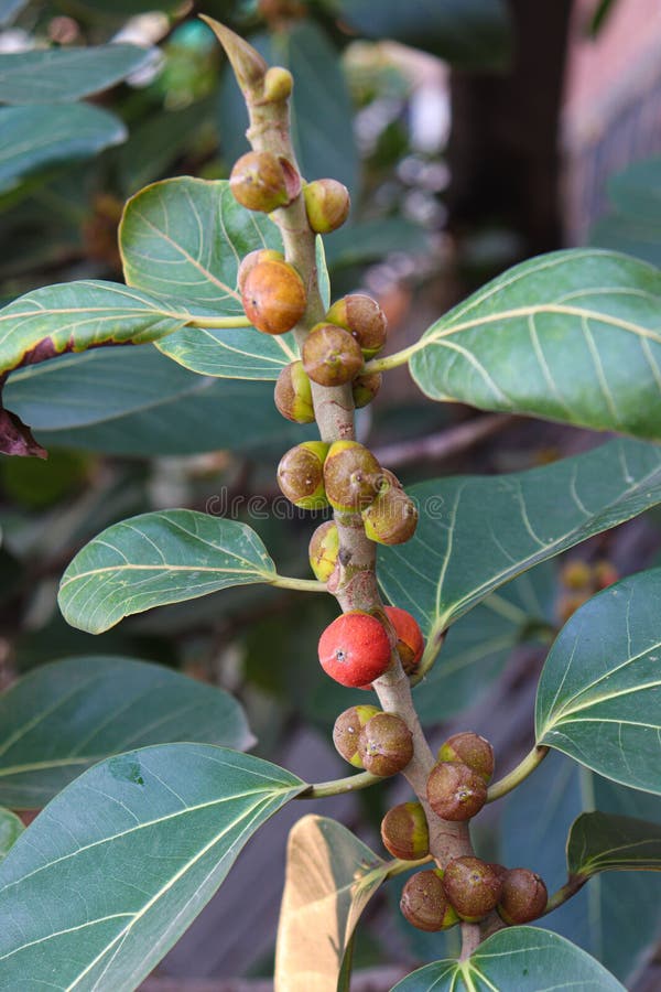 Red Colored Banyan Fruit on Tree Stock Photo - Image of antioxidant ...