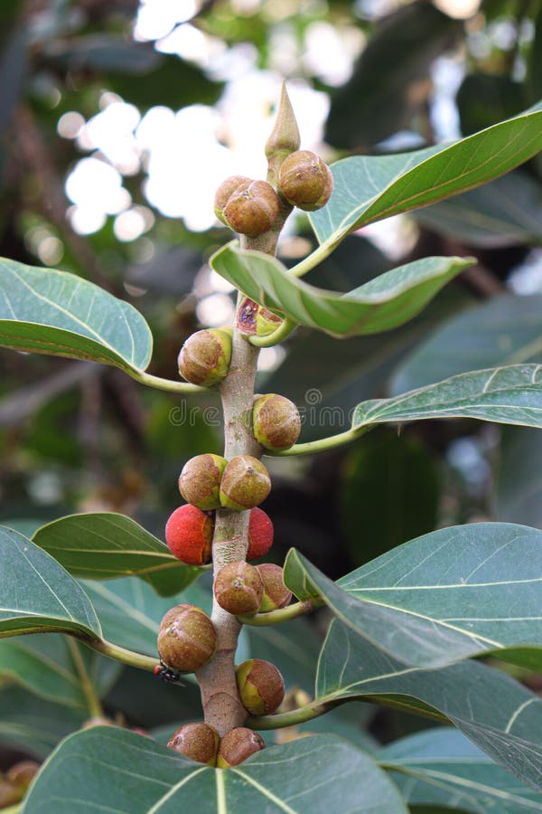 Red Colored Banyan Fruit on Tree Stock Image - Image of vibrant ...