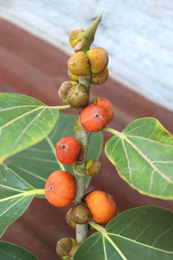Red Colored Banyan Fruit on Tree Stock Image - Image of healthy ...