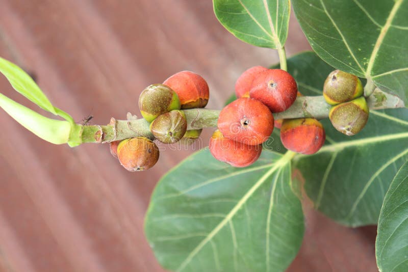 Red Colored Banyan Fruit on Tree Stock Image - Image of fruit ...
