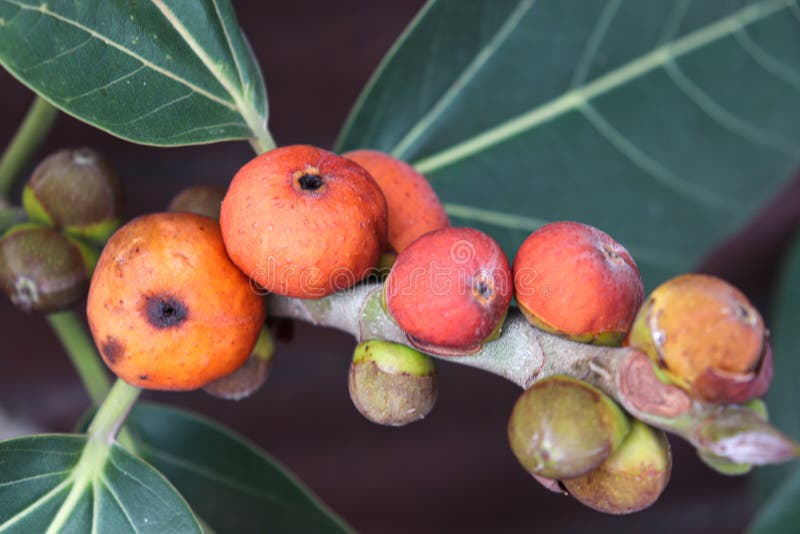 Red Colored Banyan Fruit on Tree Stock Image - Image of organic ...