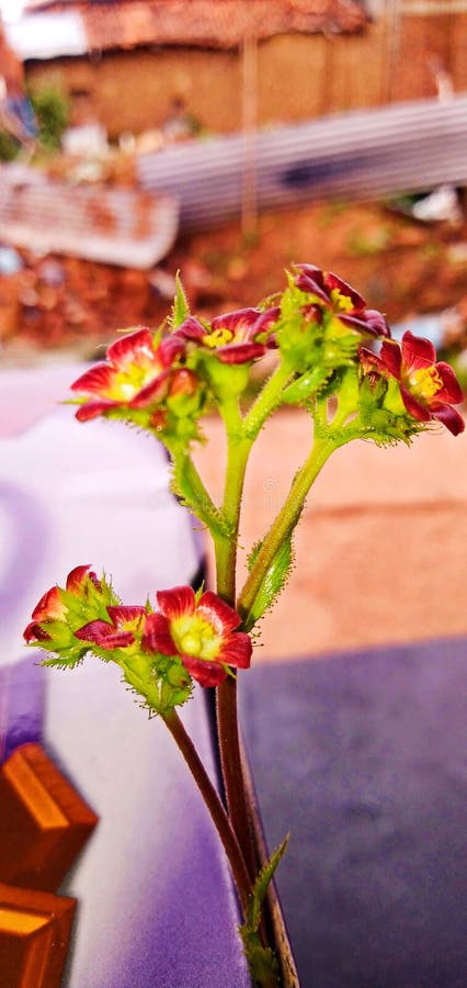 196 Rad Flowers Photos - Free & Royalty-Free Stock Photos from Dreamstime