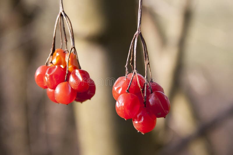 Red colored berries stock image. Image of summer, evening - 39772789