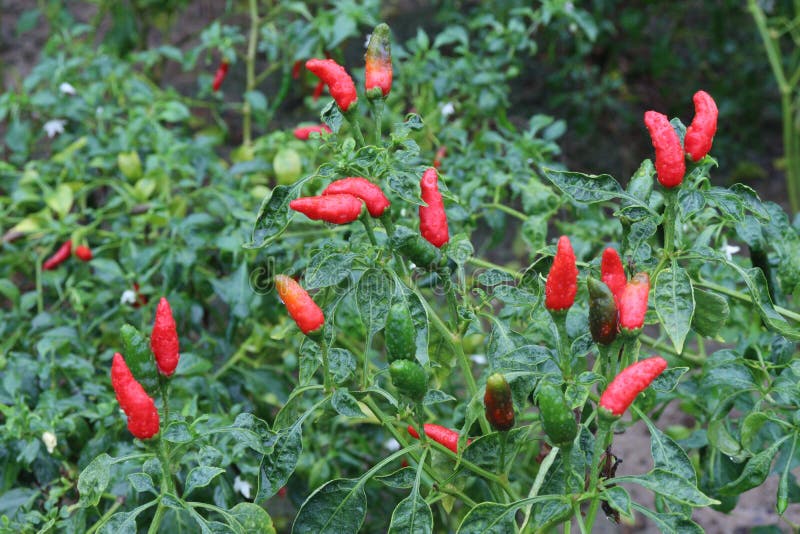 Red colored chili on tree stock photo. Image of fresh - 257377302