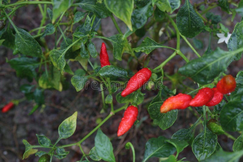 Red colored chili on tree stock image. Image of vegetable - 257377321