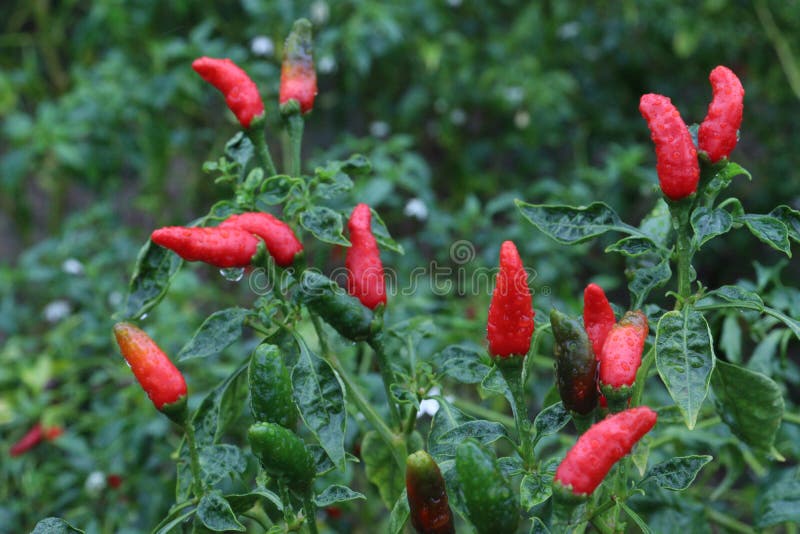 Red colored chili on tree stock image. Image of healthy - 257377467