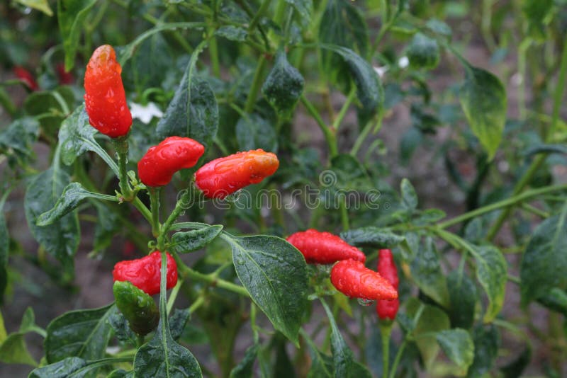 Red colored chili on tree stock photo. Image of capsicum - 257377938