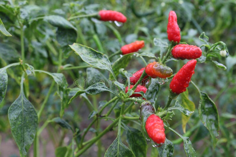 Red colored chili on tree stock image. Image of spicy - 257378187