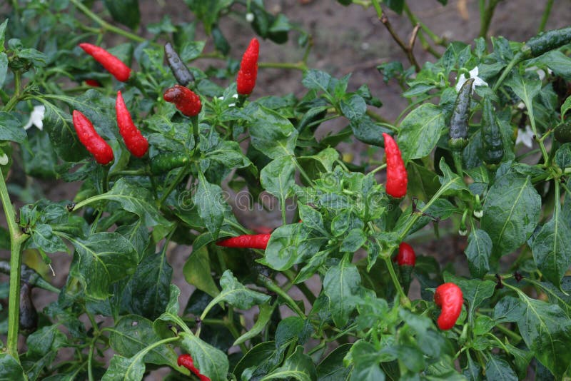 Red colored chili on tree stock photo. Image of insufferable - 257378480