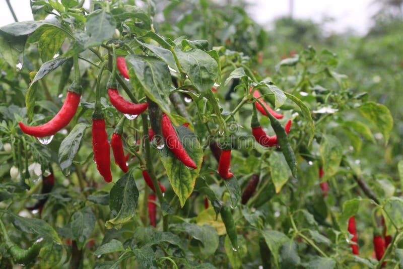 Red colored chili on tree stock photo. Image of pepper - 257378964
