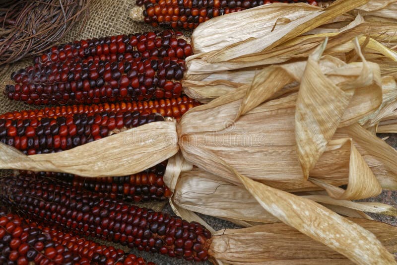 Red corn stock photo. Image of fall, crop, garden, decorate - 100917016