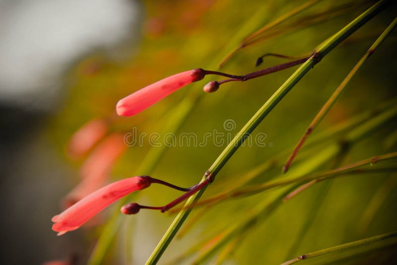 Red Colored Fire Cracker Plant in Focus Stock Photo - Image of botany ...